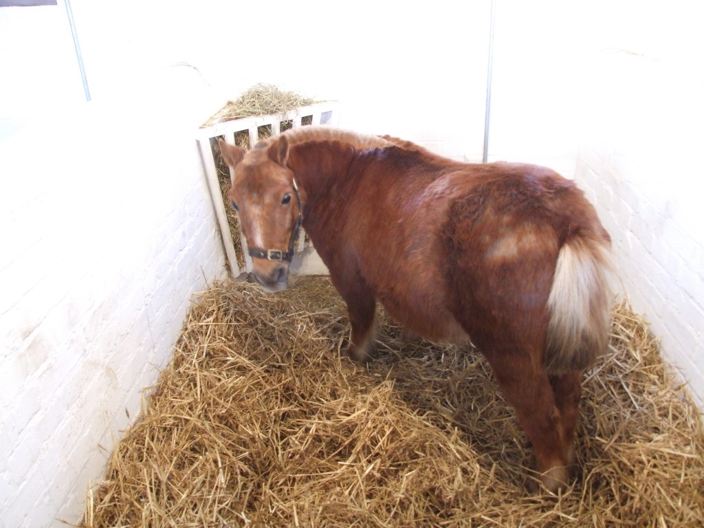 Pit Pony Stables open for business! – Beamish Transport Online
